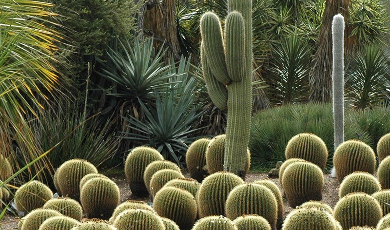 The Huntington Botanical Garden